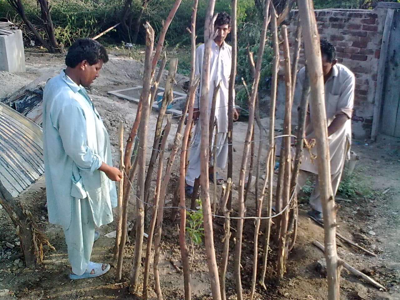Life in rural area of Sindh Pakistan: Tree plantation in rural areas